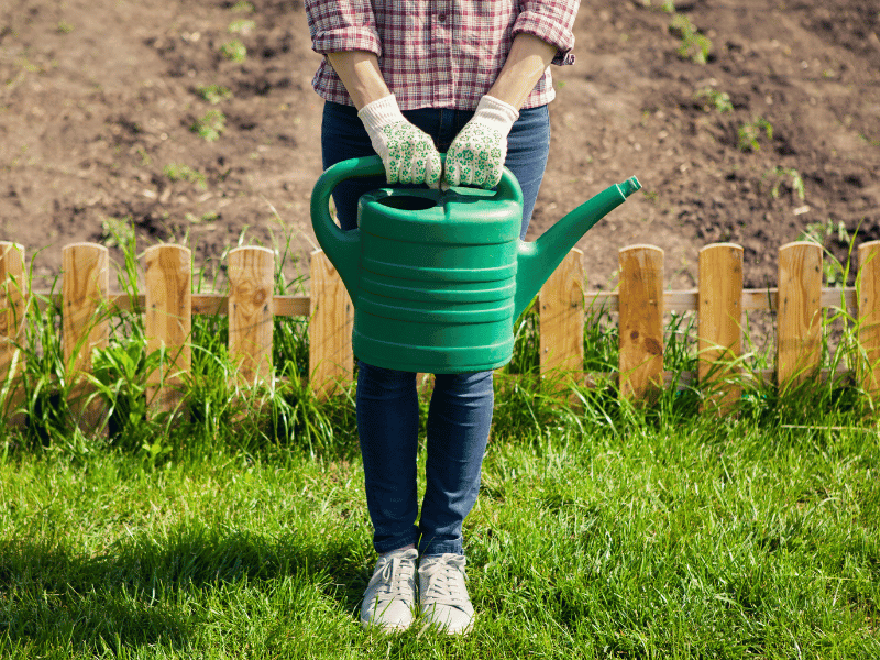 Fidan sulaması nasıl yapılır? - Hediye Fidan